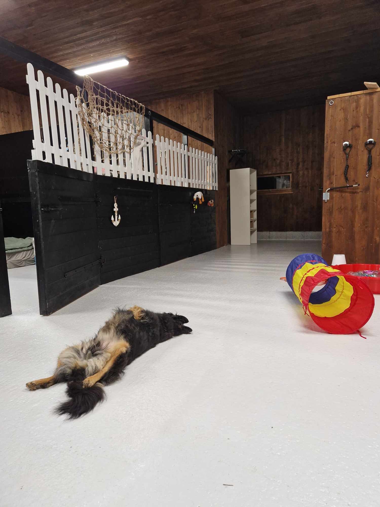 Karrier – Voffe Hundehotell og Hundetrening